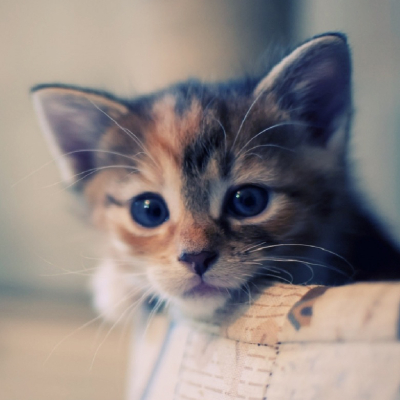 Gallery - Funny Cat Pix